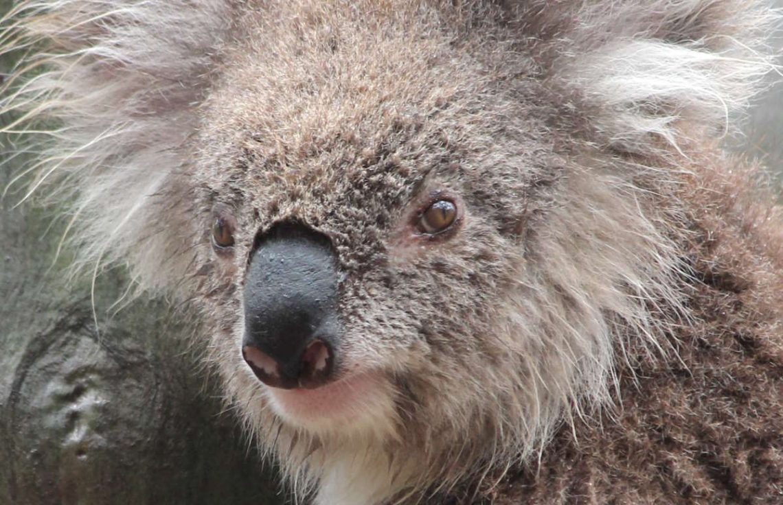 About Koala Eyes – Koala Clancy Foundation