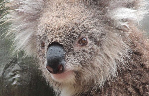 About Koala Eyes – Koala Clancy Foundation