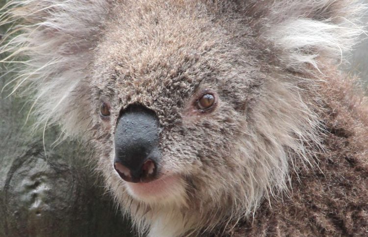 About Koala Eyes – Koala Clancy Foundation