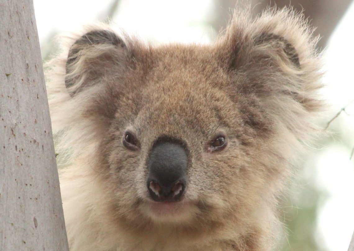 About Koala Eyes – Koala Clancy Foundation