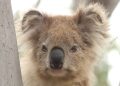 About Koala Eyes – Koala Clancy Foundation