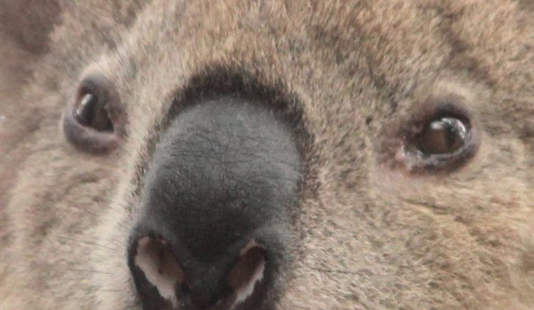 About Koala Eyes – Koala Clancy Foundation