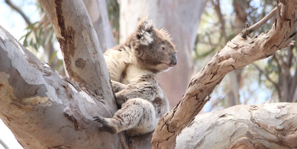 About Koala Eyes – Koala Clancy Foundation