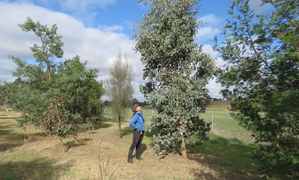 See our baby koala forests! – Koala Clancy Foundation