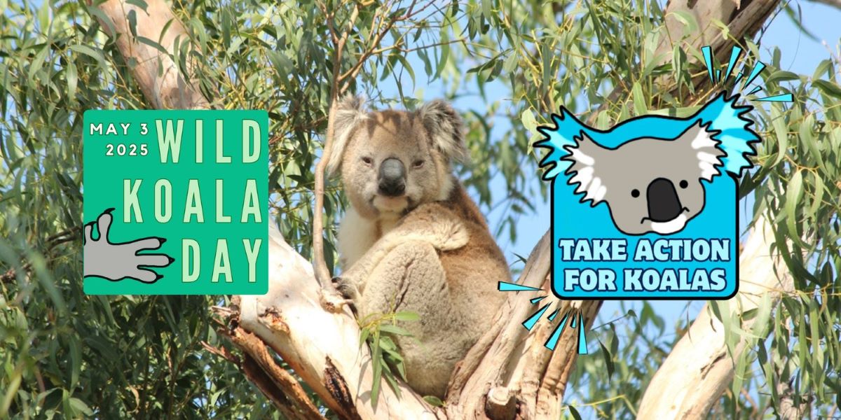5 Actions to Help Koalas on Wild Koala Day – Koala Clancy Foundation